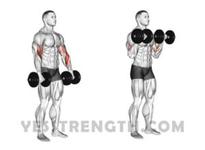 Pull Day Workout Routine: Beginner Exercises - Yes Strength